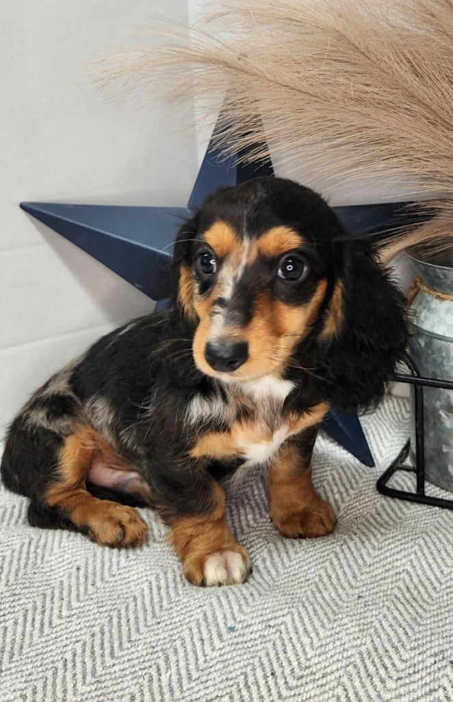 Available Puppies – Mini Doxie – Schuylkill Mountain Puppies