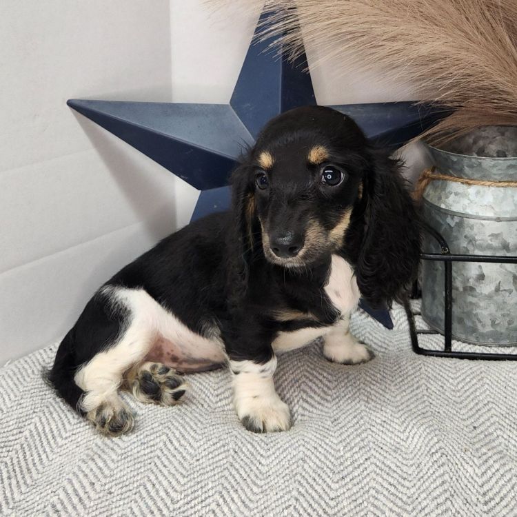Available Puppies – Mini Doxie – Schuylkill Mountain Puppies