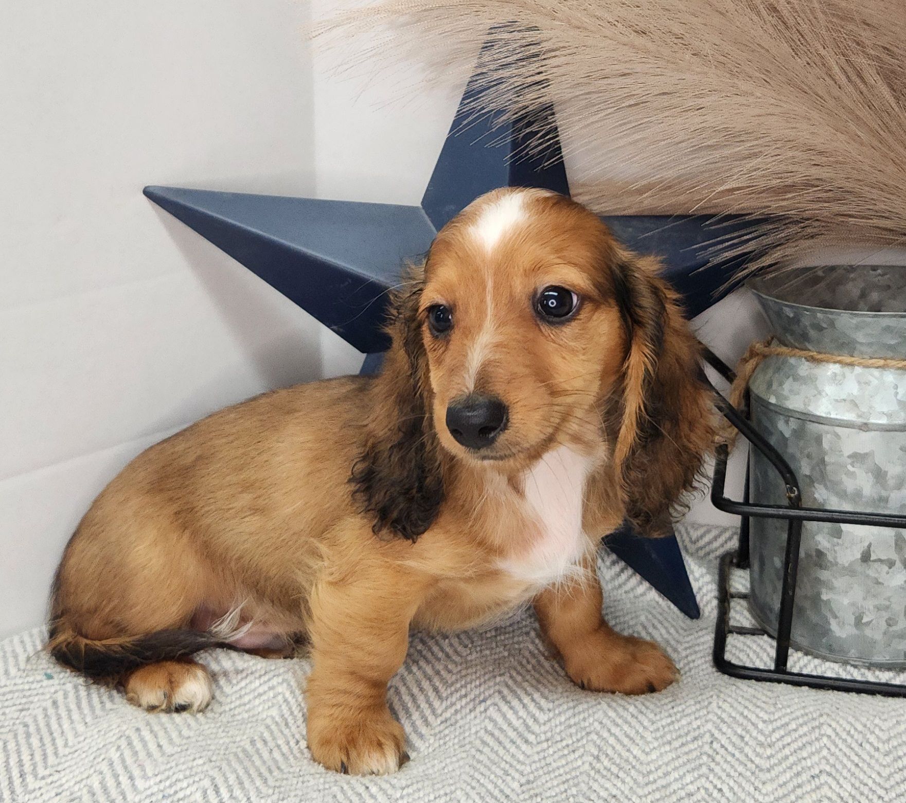 Available Puppies – Mini Doxie – Schuylkill Mountain Puppies