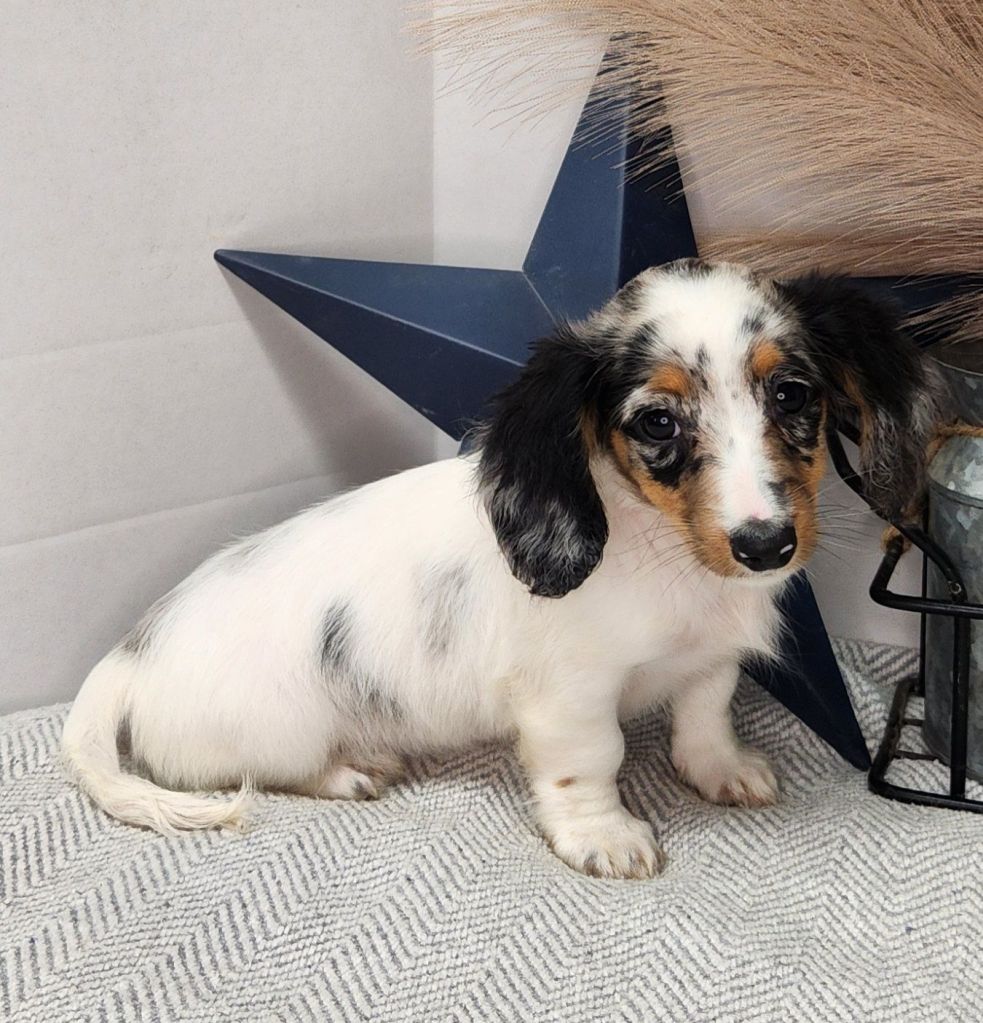 Available Puppies – Mini Doxie – Schuylkill Mountain Puppies